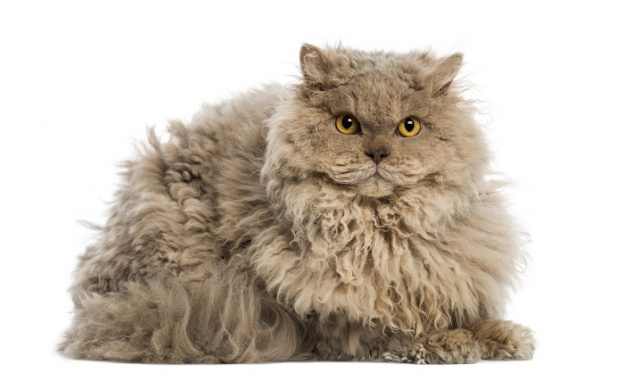 The 8 Most Adorable Flat-Faced Cat Breeds - Cats.com