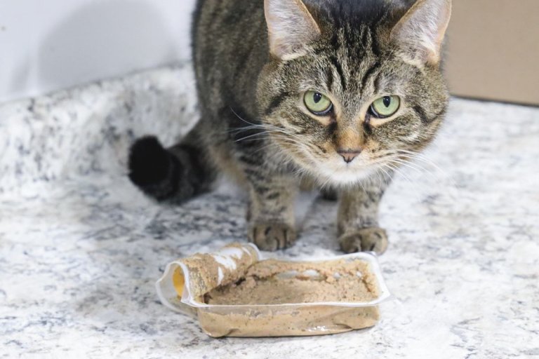 7 Best Fresh Cat Food Meal Delivery Services in 2026 - Cats.com