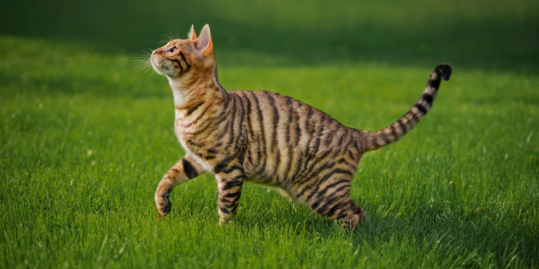 9 Purrfect Cat Breeds With Stripes