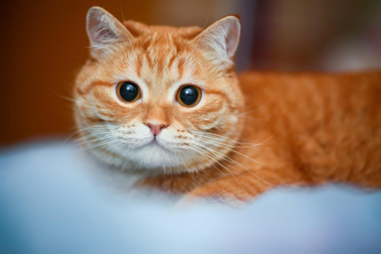 Why Do Male Cats Have Big Heads?