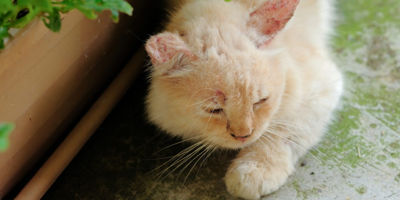Systemic Fungal Infections in Cats: Causes, Symptoms, and Treatment ...