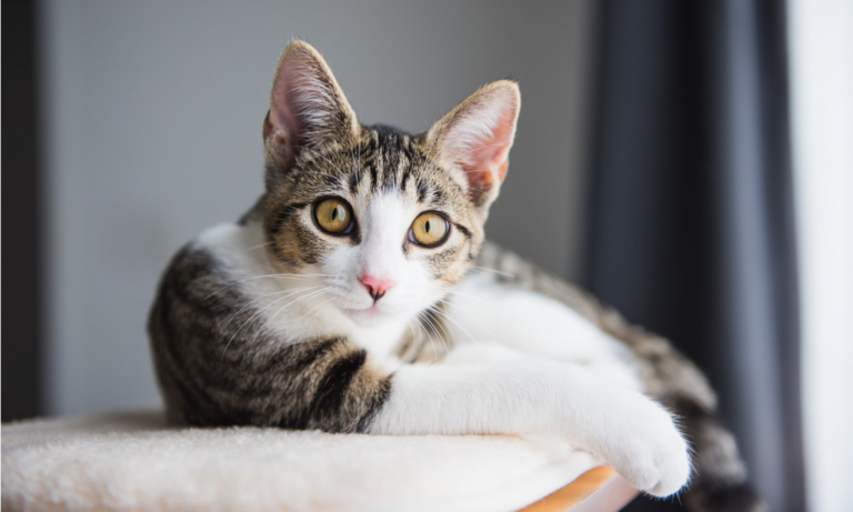 13 Cutest Cat Breeds You'll Want to Cuddle - Cats.com