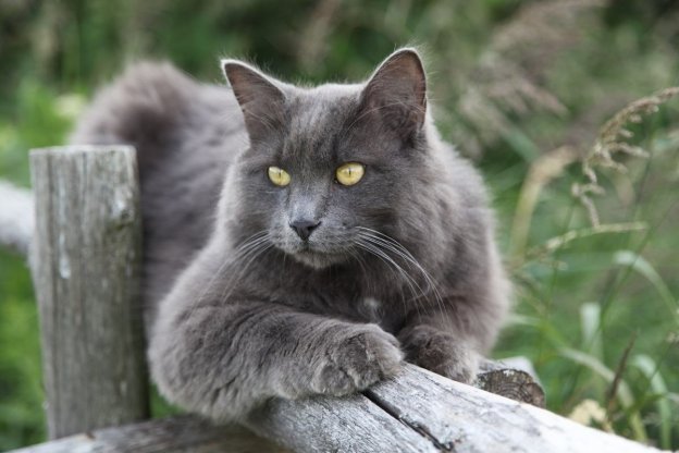 9 Gorgeous Grey Cat Breeds (With Pictures) - Cats.com