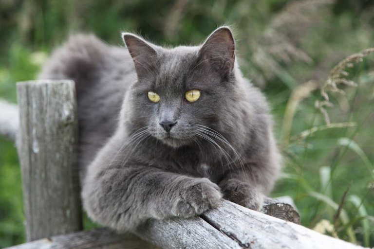 9 Gorgeous Grey Cat Breeds (With Pictures) - Cats.com
