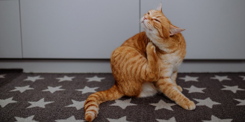 Common Skin Problems in Cats: Causes and Treatments - Cats.com