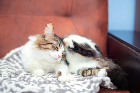 Benadryl For Cats: Dosage, Safety & Side Effects (Dosage, Safety & Side ...