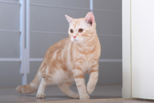 9 Gorgeous Orange Cat Breeds That Make Great Pets (With Pictures ...