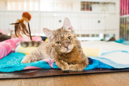 Radial Hypoplasia In Cats: Causes, Symptoms, and Treatment - Cats.com