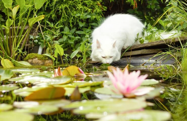 8 Cat Breeds That Actually Like Water