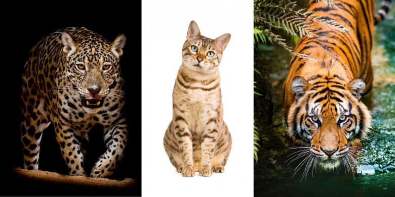 7 Similarities Between Domesticated Cats and Big Wild Cats - Cats.com