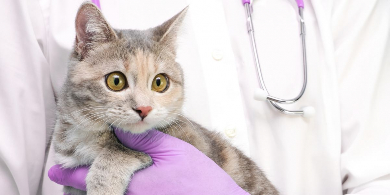 Phenobarbital for Cats: Overview, Dosage & Side Effects - Cats.com
