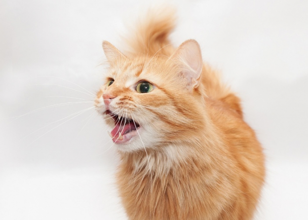 Why Do Some Cats Hiss When They Play? - Cats.com