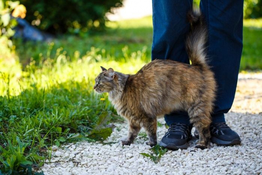 10 Unmistakable Signs Your Cat Has Imprinted On You - Cats.com