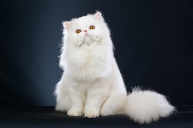 The 7 Types Of Eye Color In Cats (With Pictures) - Cats.com