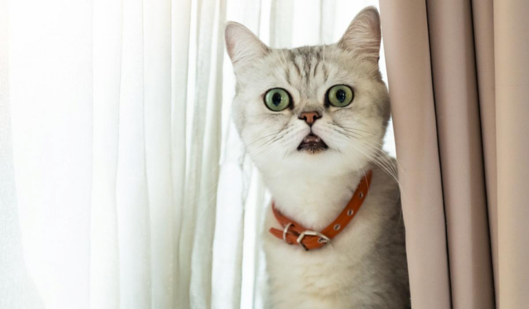 10 Common Cat Behavioral Problems You Should Know About - Cats.com