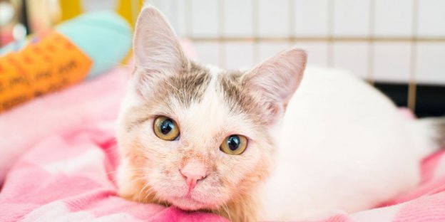 Radial Hypoplasia in Cats: Causes, Symptoms, and Treatment - Cats.com