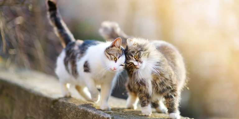 10 Signs Your Cat Wants Another Cat - Cats.com