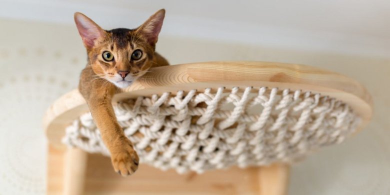 250 Best Brown Cat Names That You'll Love - Cats.com