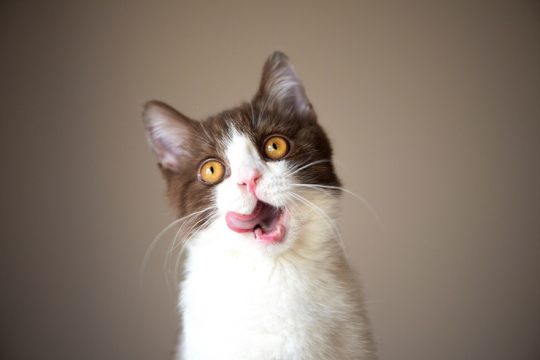 Why Do Cats Tilt Their Heads? - Cats.com