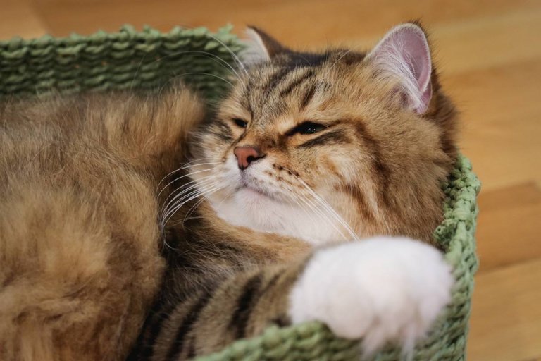 Pregnant Cat Labor Signs, Behavior And Timeline- We're All About Cats