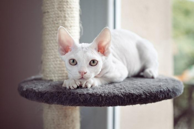 What Is A Pedigreed Cat? - Cats.com