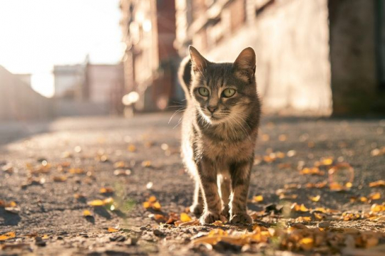 15 Facts You Should Know About Feral Cats - Cats.com