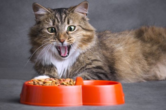 7 Reasons Your Cat Is Yowling All the Time - Cats.com