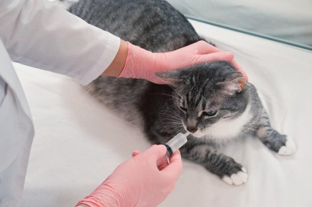 How To Give Your Cat a Pill (With 7 Proven Tips!) - Cats.com