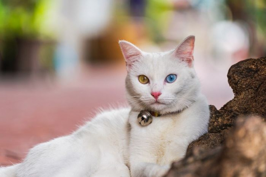 Heterochromia In Cats (Cats With Different Colored Eyes) - Cats.com