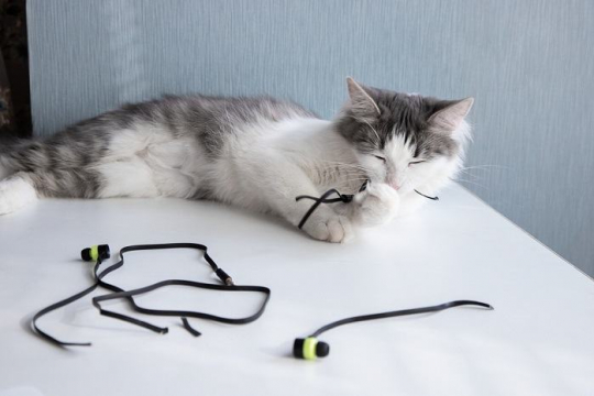 How To Prevent A Cat From Chewing Electrical Cords - Cats.com