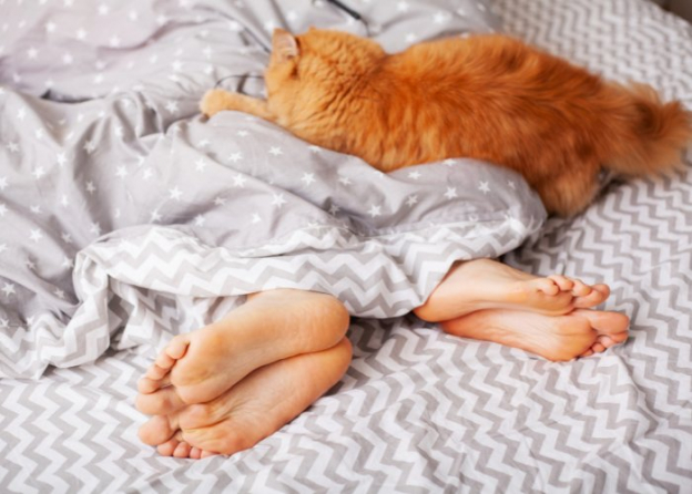 Why Does My Cat Lay And Sleep Between My Legs? - Cats.com