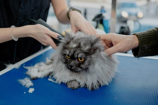 Can You Shave a Cat? (The Complete Guide) - Cats.com