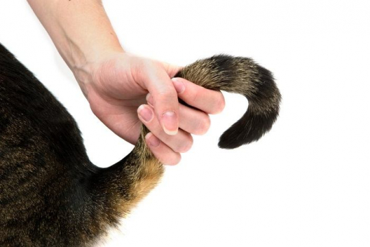 What To Do If You Accidentally Step On Your Cat - Cats.com