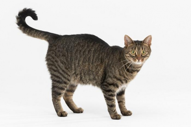 Why Do Cats Chase Their Tails? - Cats.com