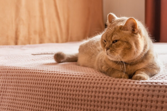 250 Best Brown Cat Names That You'll Love - Cats.com