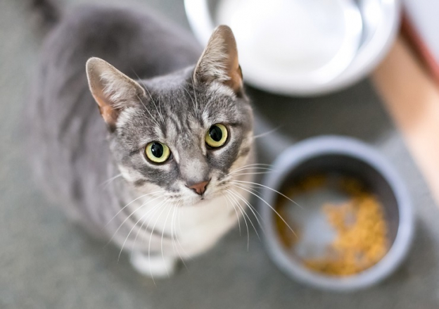 The 7 Types Of Eye Color In Cats (With Pictures) - Cats.com