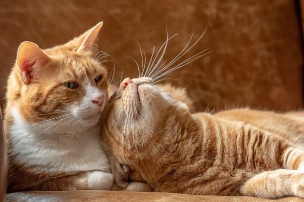 Do Cats Get Jealous Of Other Cats? (A Veterinarian Explains) - Cats.com