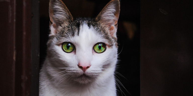 200 Best Shy Cat Names for Sweet & Timid Kittens - Cats.com