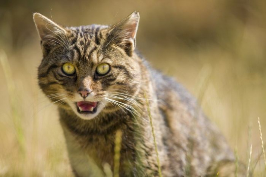15 Facts You Should Know About Feral Cats - Cats.com