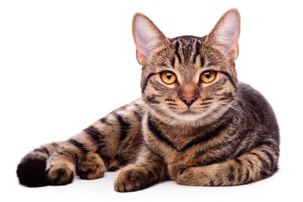 250 Best Brown Cat Names That You'll Love - Cats.com