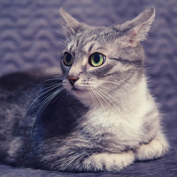 Why Do Cats Put Their Ears Back A Veterinarian Explains Cats