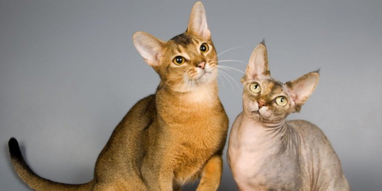 13 Cat Breeds With Adorable Big Ears - Cats.com