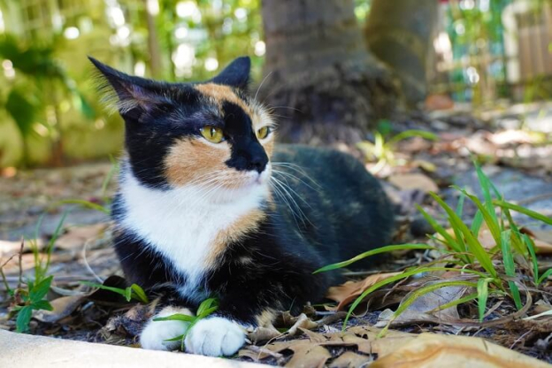 Why Do Cats Put Their Ears Back? (A Veterinarian Explains) - Cats.com