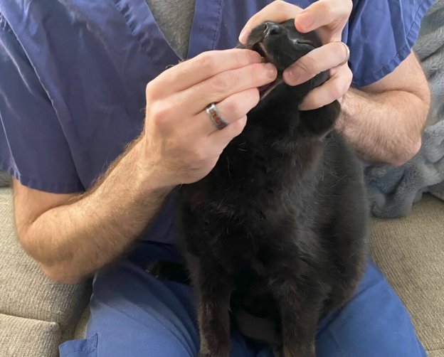 How To Give Your Cat a Pill (With 7 Proven Tips!) - Cats.com