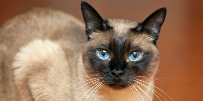 11 Longest-Living Cat Breeds for Furry Love That Lasts