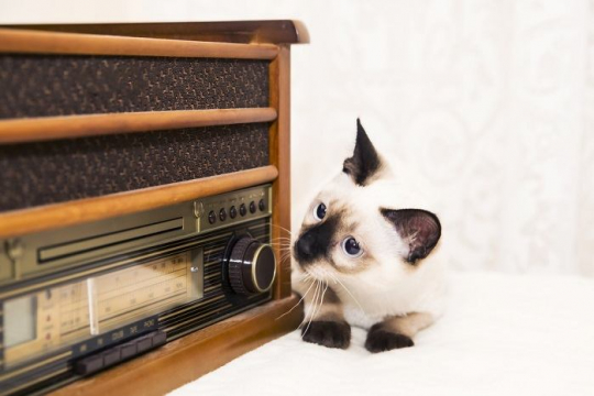 The 10 Sounds Cats Love Most - Cats.com