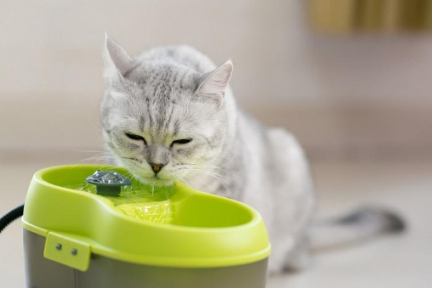 How To Stop Your Cat From Spilling Water Out Of Their Bowl (7 Simple ...