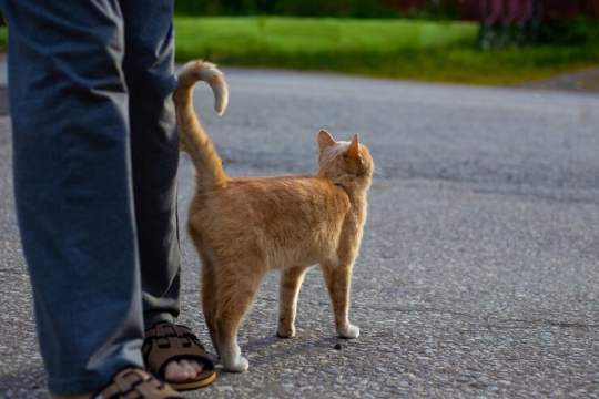 10 Signs Your Cat Really Does Trust You - Cats.com