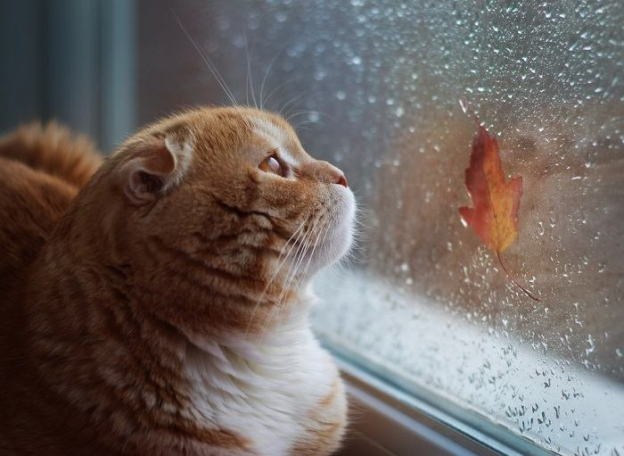 Why Do Cats Put Their Ears Back? (A Veterinarian Explains) - Cats.com