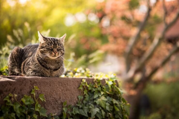 Why Do Cats Put Their Ears Back? (A Veterinarian Explains) - Cats.com
